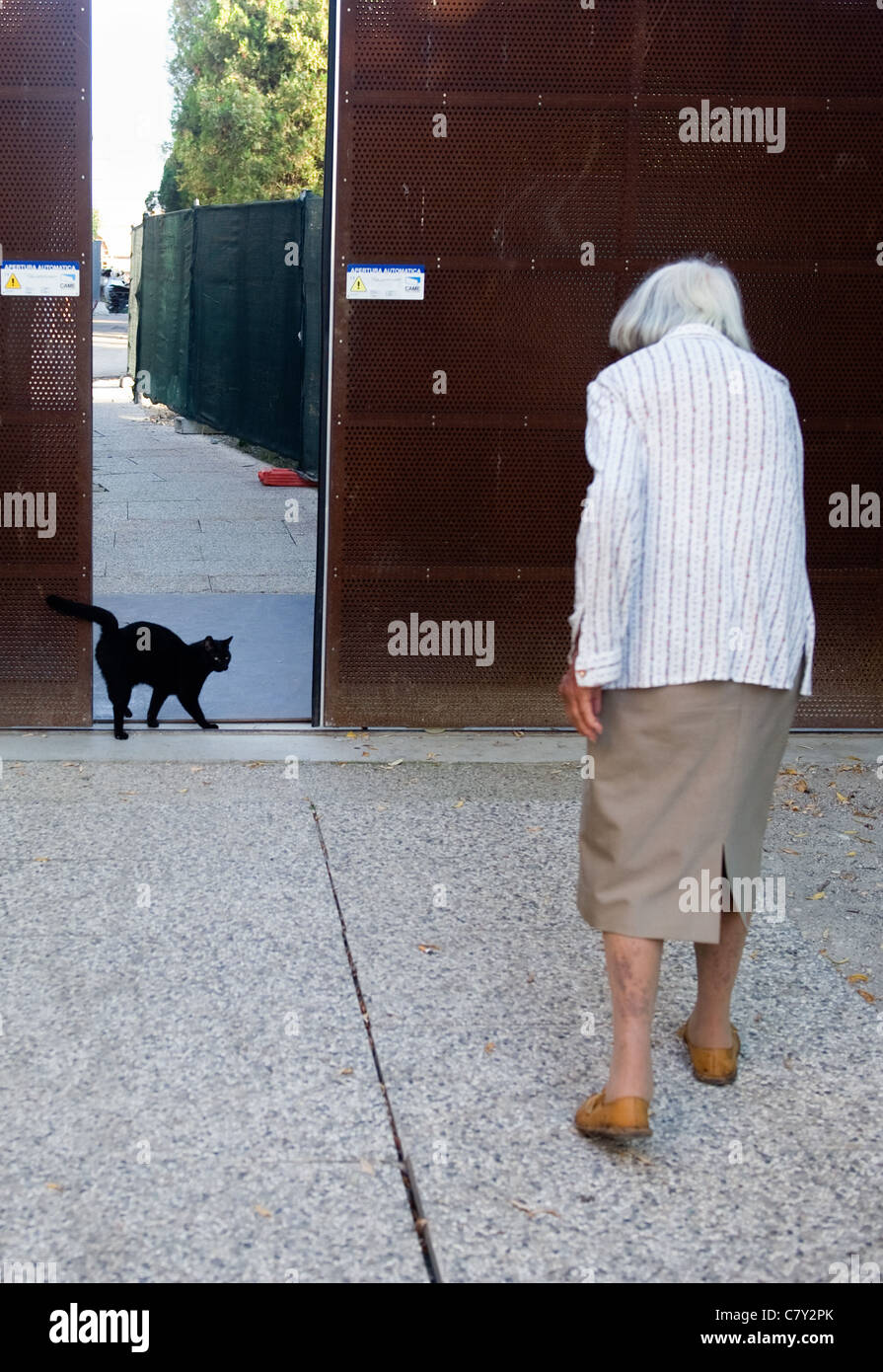 An elderly lady feeding stray cats in Venice Stock Photo - Alamy