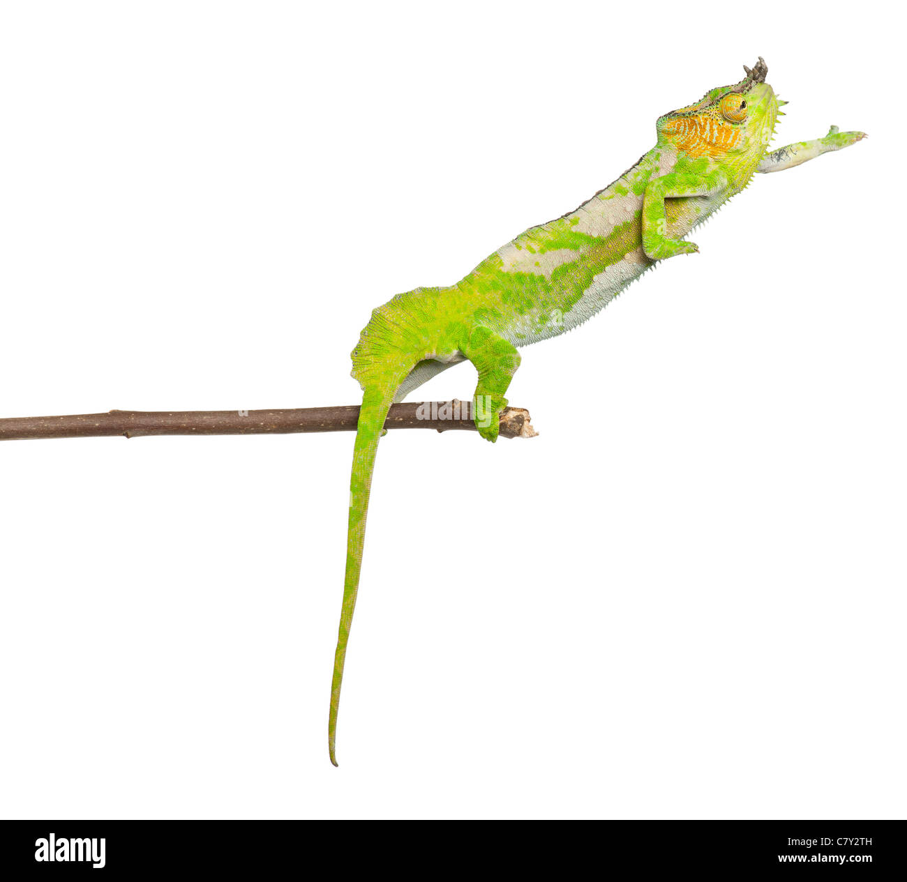 Four-horned Chameleon, Chamaeleo quadricornis, reaching from branch in ...