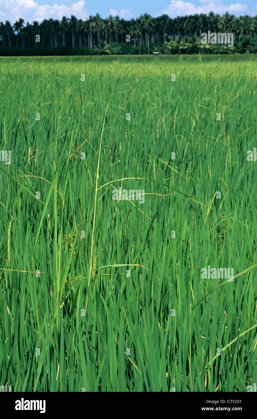 Rice crop disease hi-res stock photography and images - Alamy