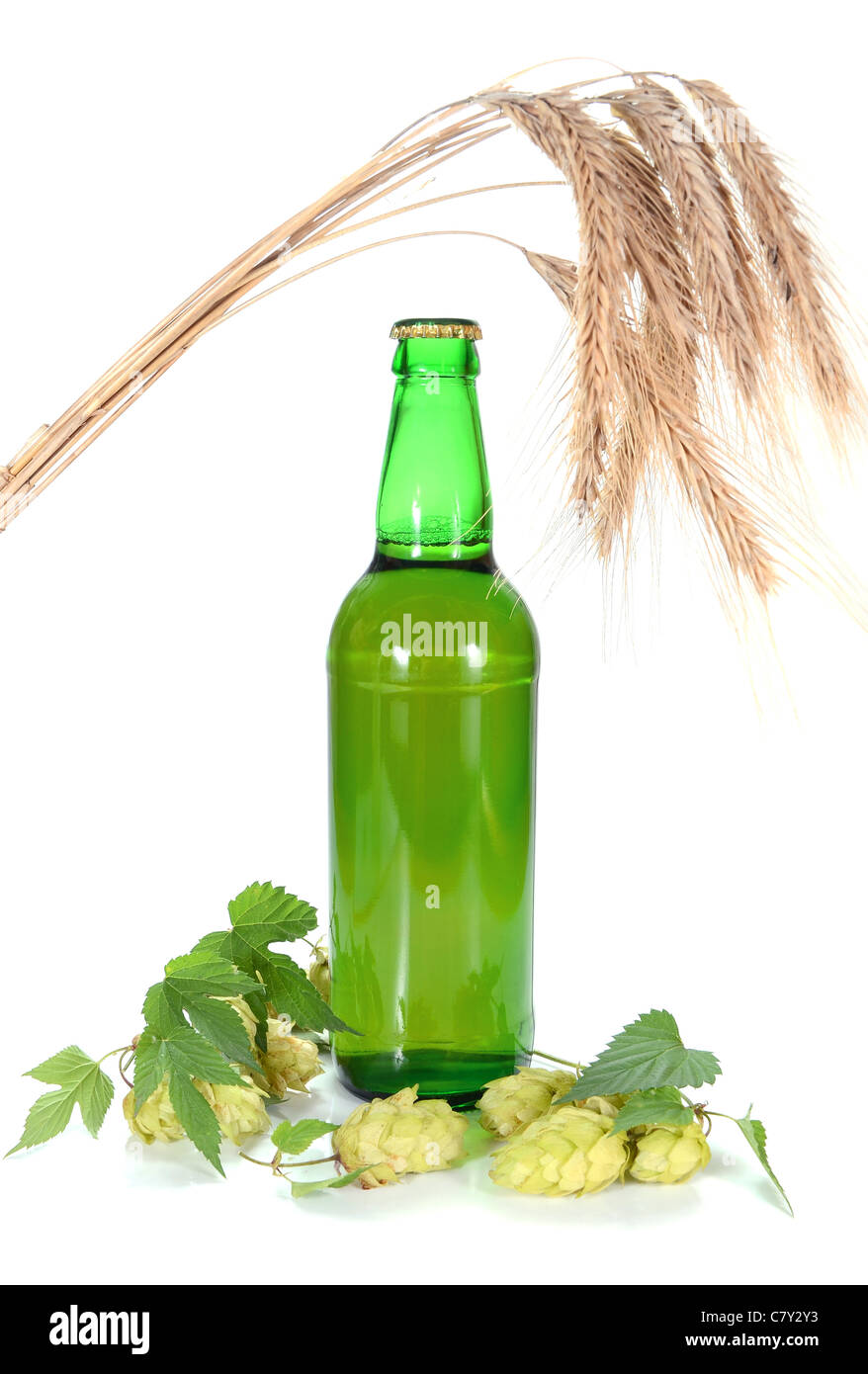 beer and hop isolated on white background Stock Photo - Alamy