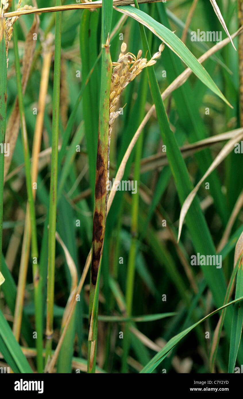 Sheath rot (Sarocladium oryzae) infected flag leaf and trapped ear of ...