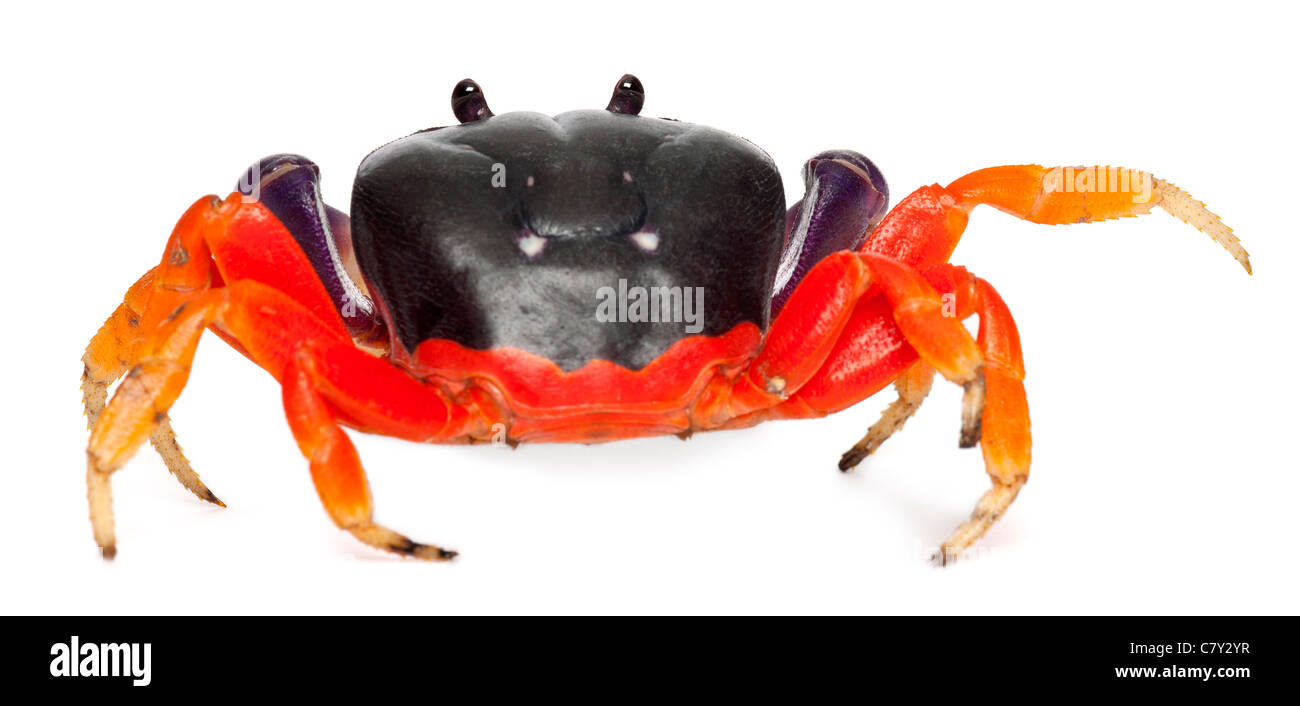 Red land crab, Gecarcinus quadratus, in front of white background Stock ...