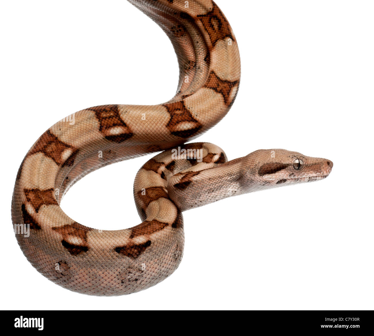 Boa constrictor hi-res stock photography and images - Alamy