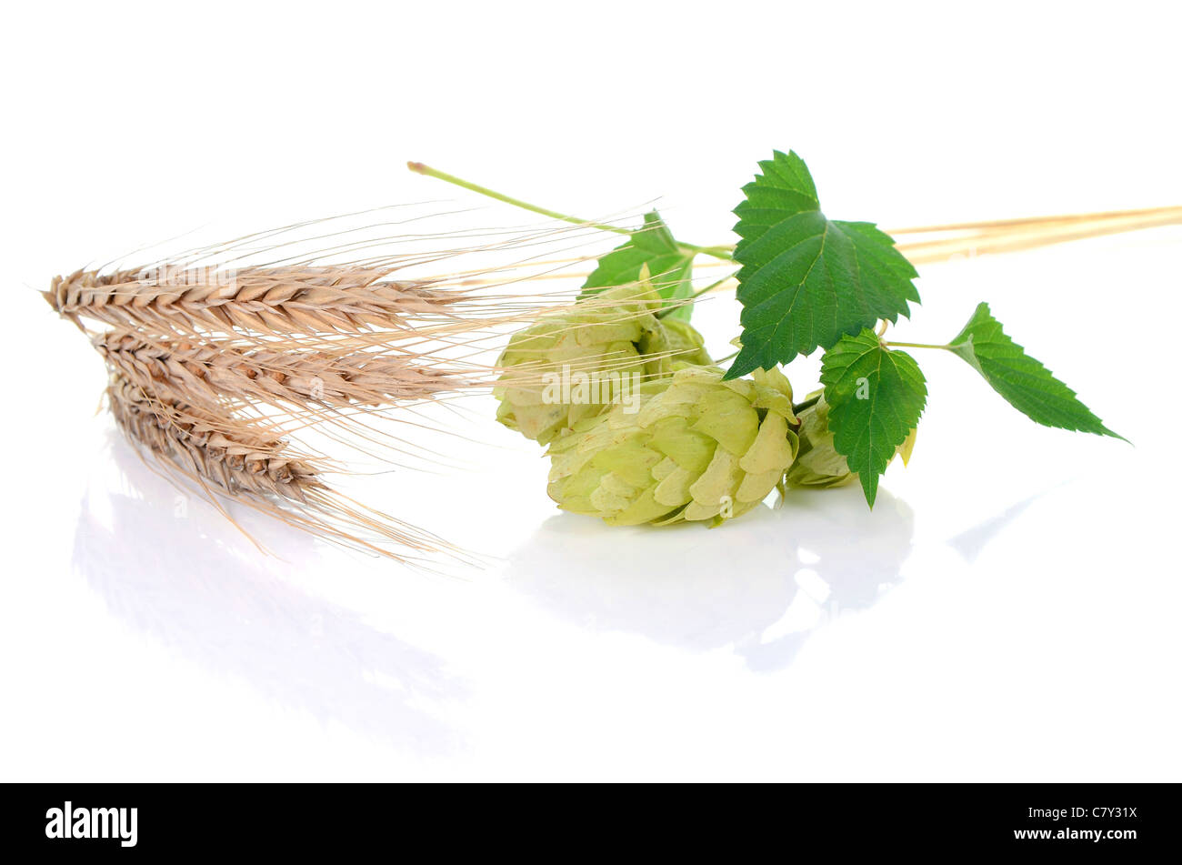 hop ingredient for beer isolated on white background Stock Photo - Alamy