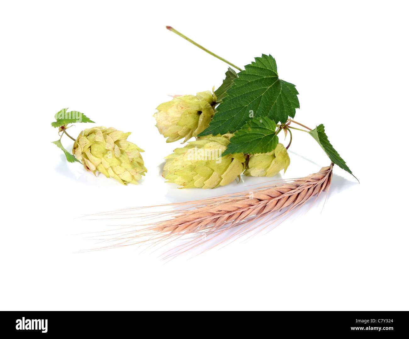 hop ingredient for beer isolated on white background Stock Photo - Alamy