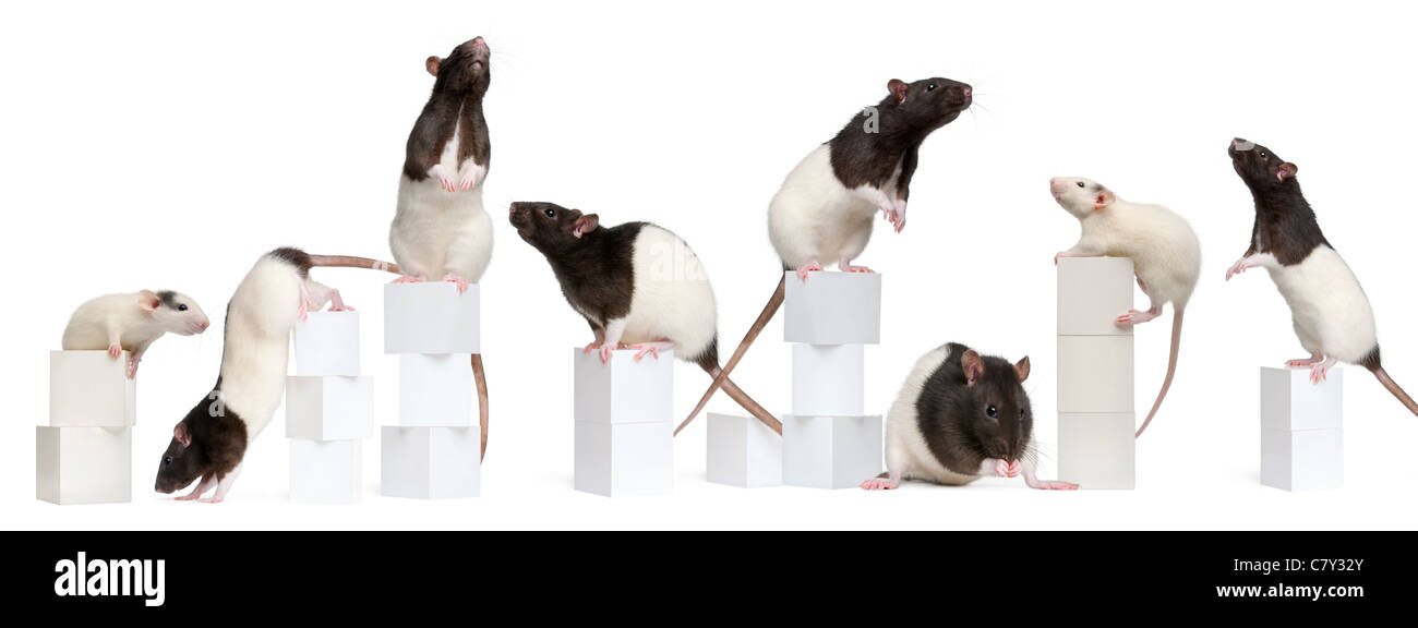 Fancy Rats, 1 year old, standing on blocks in front of white background ...