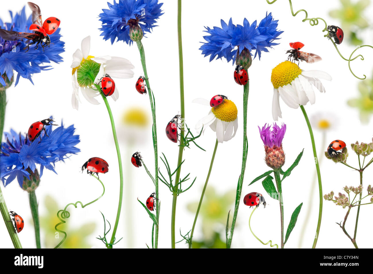 Seven-spot ladybird or seven-spot ladybugs on flowers and plants ...
