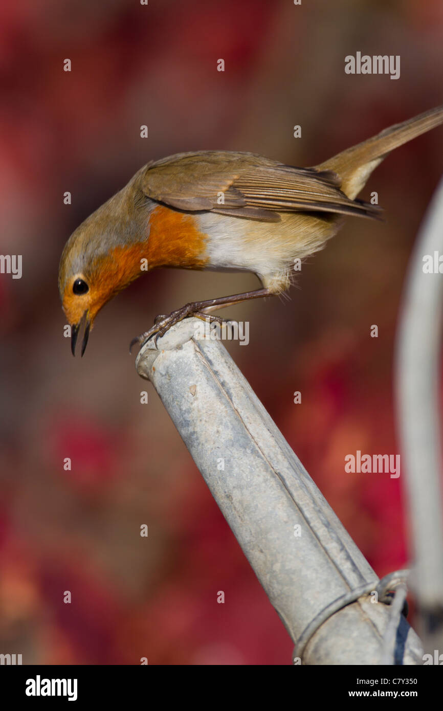 Watering can spout hi-res stock photography and images - Alamy