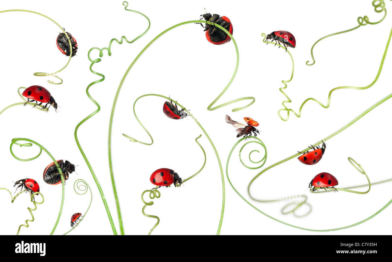 Seven-spot ladybird or seven-spot ladybug on Larger Bindweed ...