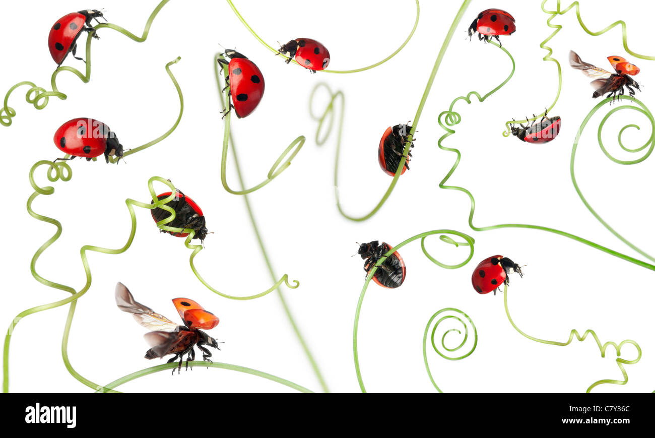 Seven-spot ladybird or seven-spot ladybug on Larger Bindweed ...