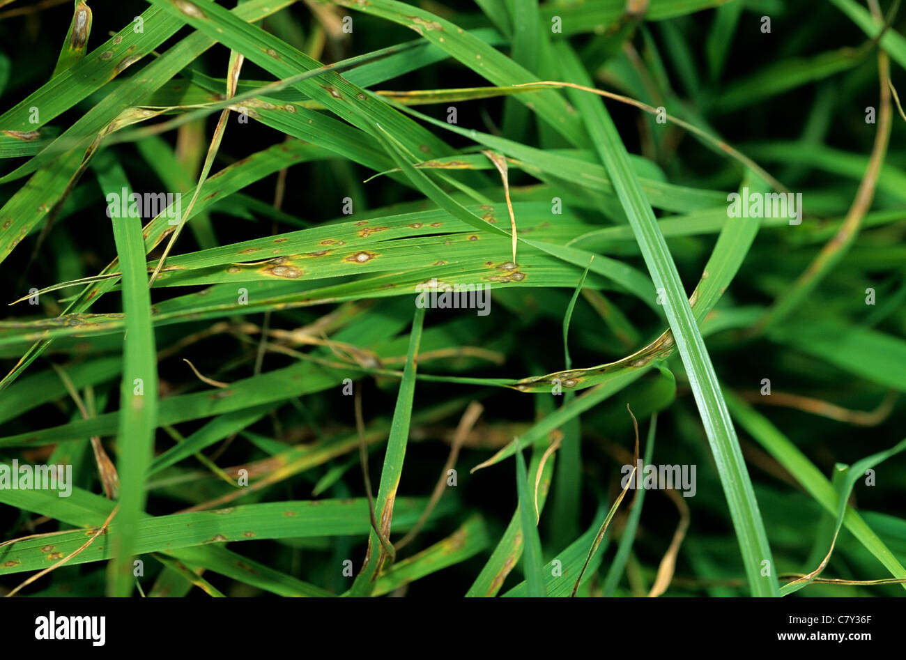 Disease plants seedling hi-res stock photography and images - Alamy