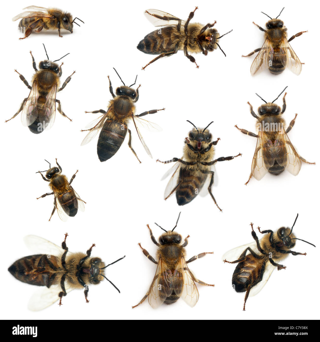 Female worker bees, Anthophora plumipes, in front of white background ...
