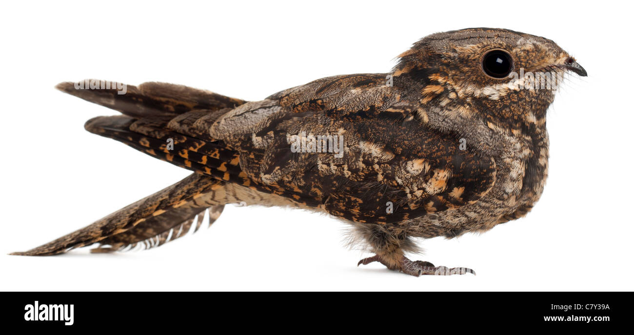 Nightjar bird hi-res stock photography and images - Alamy