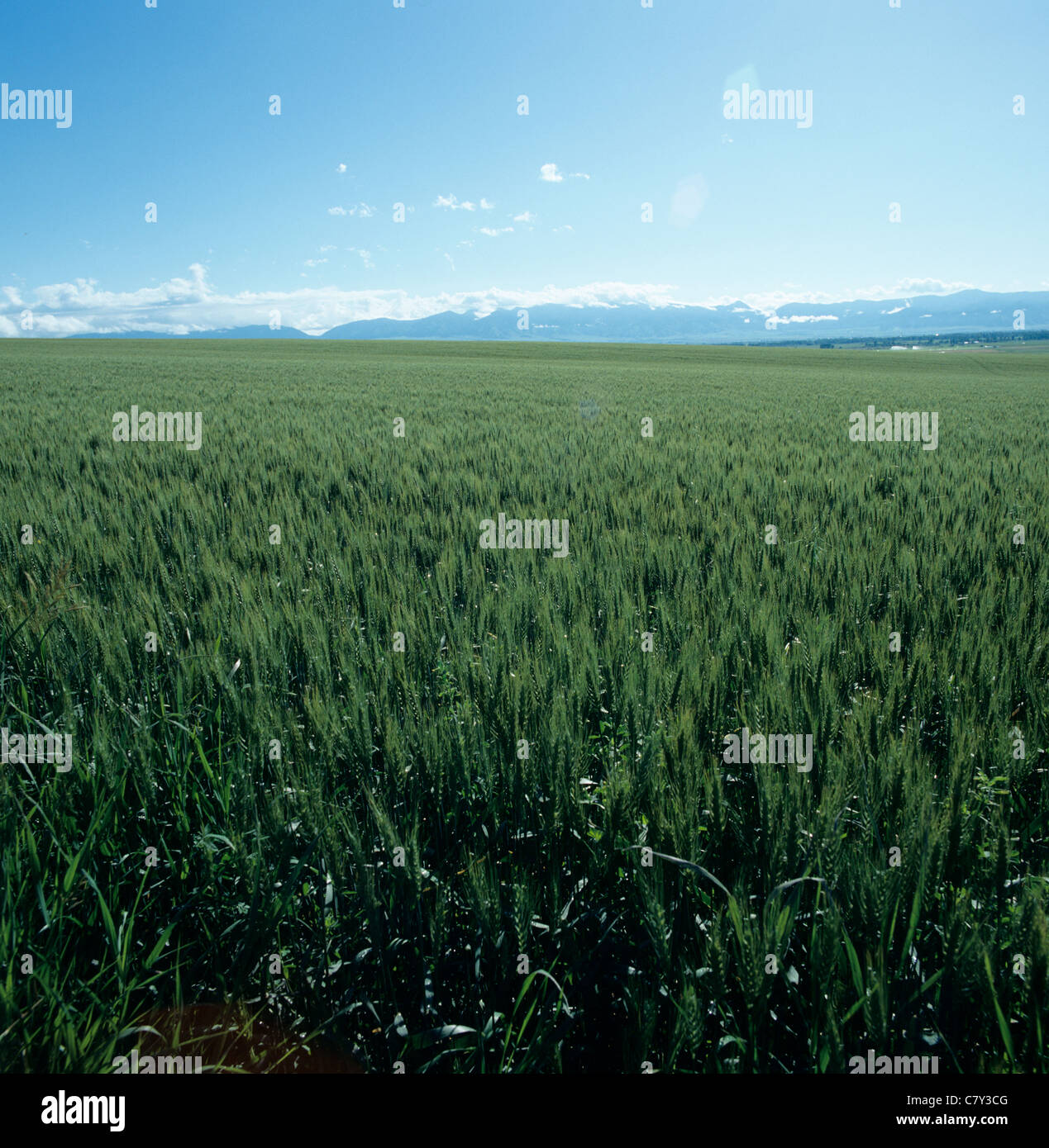 Bearded wheat crop in unripe green ear lit by late afternoon sunshine ...
