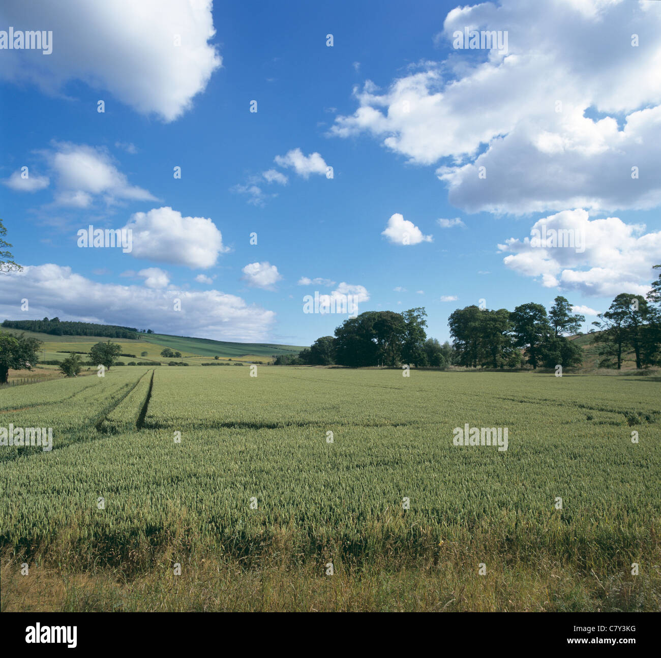 Crop borders hi-res stock photography and images - Alamy