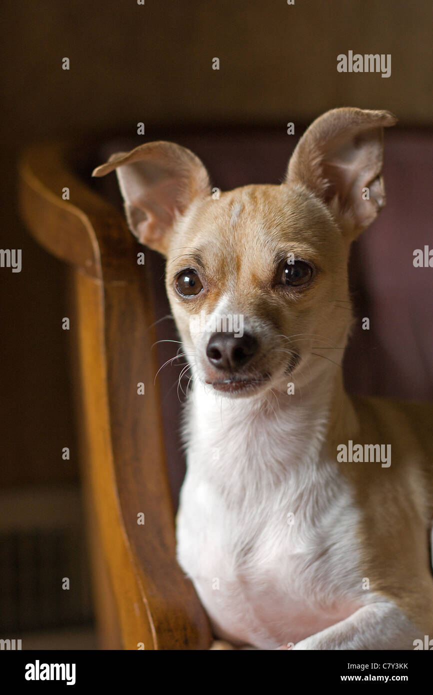 Portrait of a chihuahua dog Stock Photo - Alamy