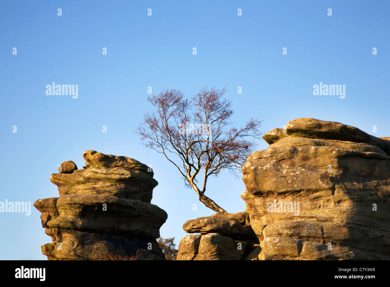 Silver birch tree rock hi-res stock photography and images - Alamy