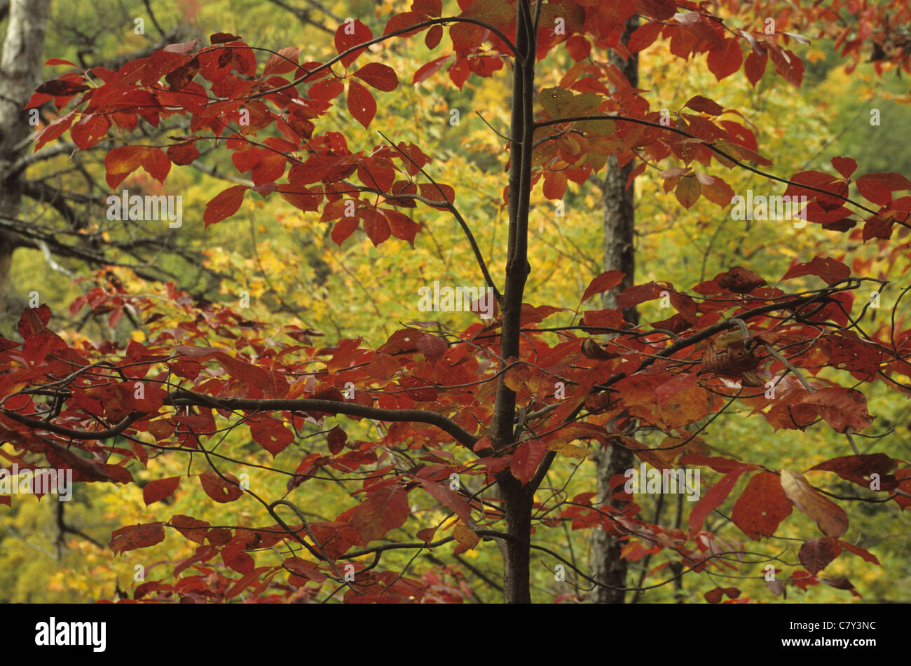 Usa, Tennessee, Smoky Mountains National Park, laurel fall Stock Photo ...