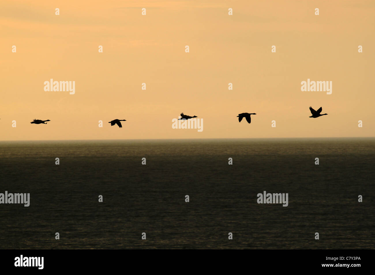 Cardigan bay west wales hi-res stock photography and images - Alamy