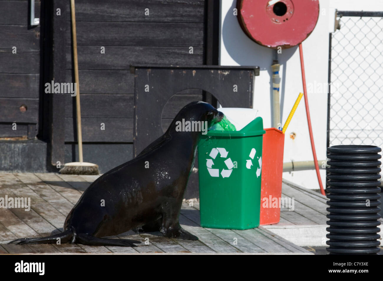 Pinniped Sea Lion showing off his skills by Recycling a Plastic Bottle ...