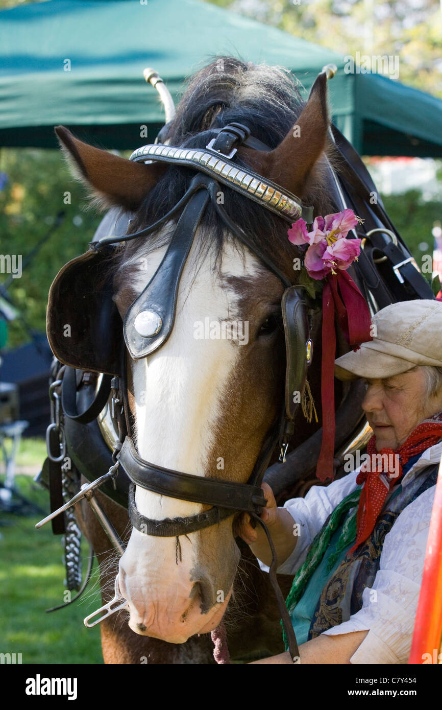 Equus ferus caballus Horse Stock Photo - Alamy