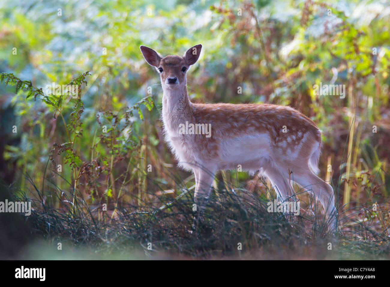 Fallow Deer. Dama dama (Artiodactyla Stock Photo - Alamy