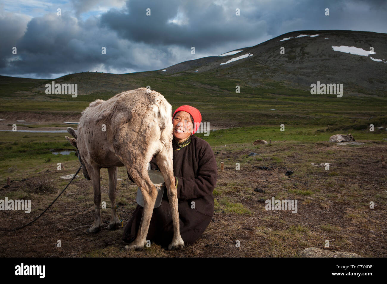 Tsaatan woman milking reindeer at evening in Tsagaan Nuur, Khovsgol ...