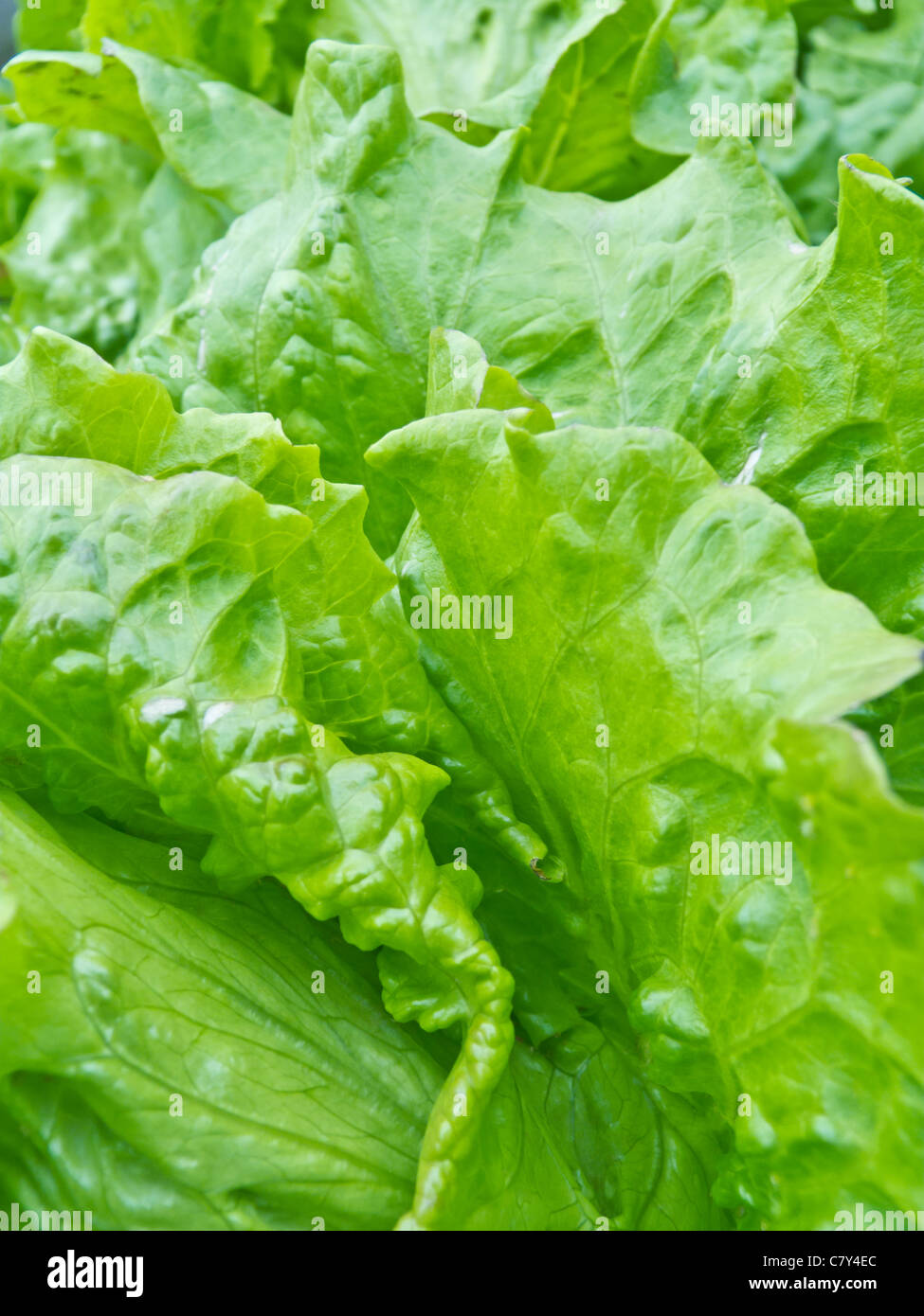 The texture of the leaves of lettuce hi-res stock photography and ...