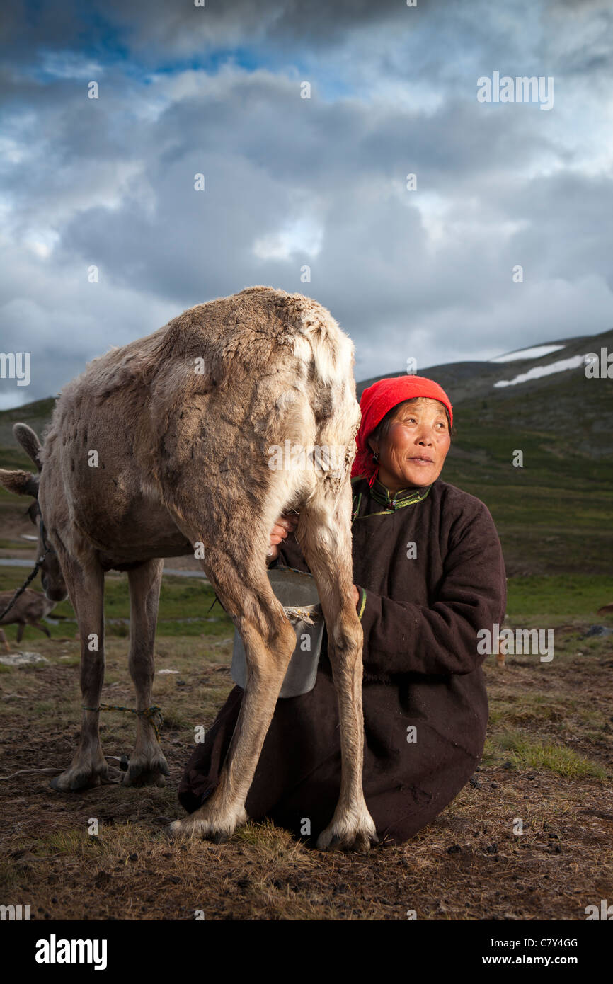 Tsaatan woman milking reindeer at evening in Tsagaan Nuur, Khovsgol ...