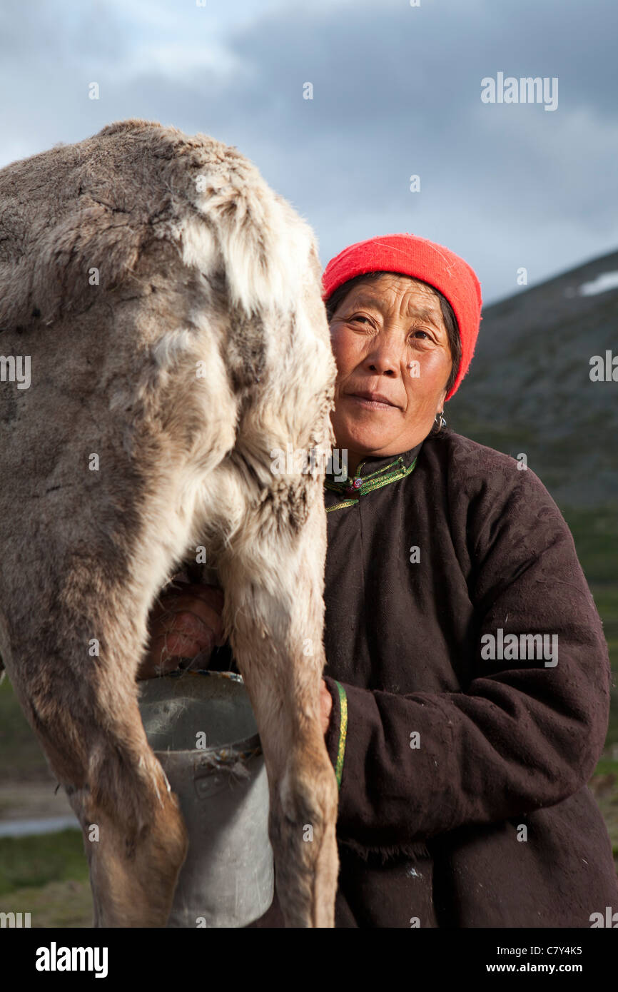 Tsaatan woman milking reindeer at evening in Tsagaan Nuur, Khovsgol ...