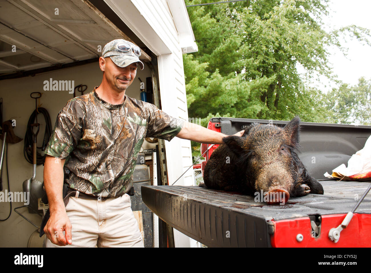 Wild pig wild boar tusks hi-res stock photography and images - Alamy