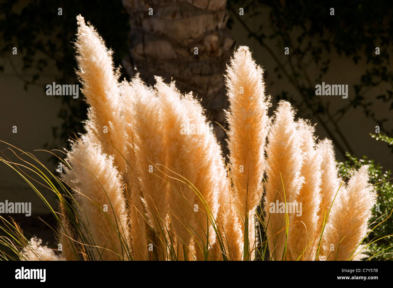 Ornamental plumes hi-res stock photography and images - Alamy