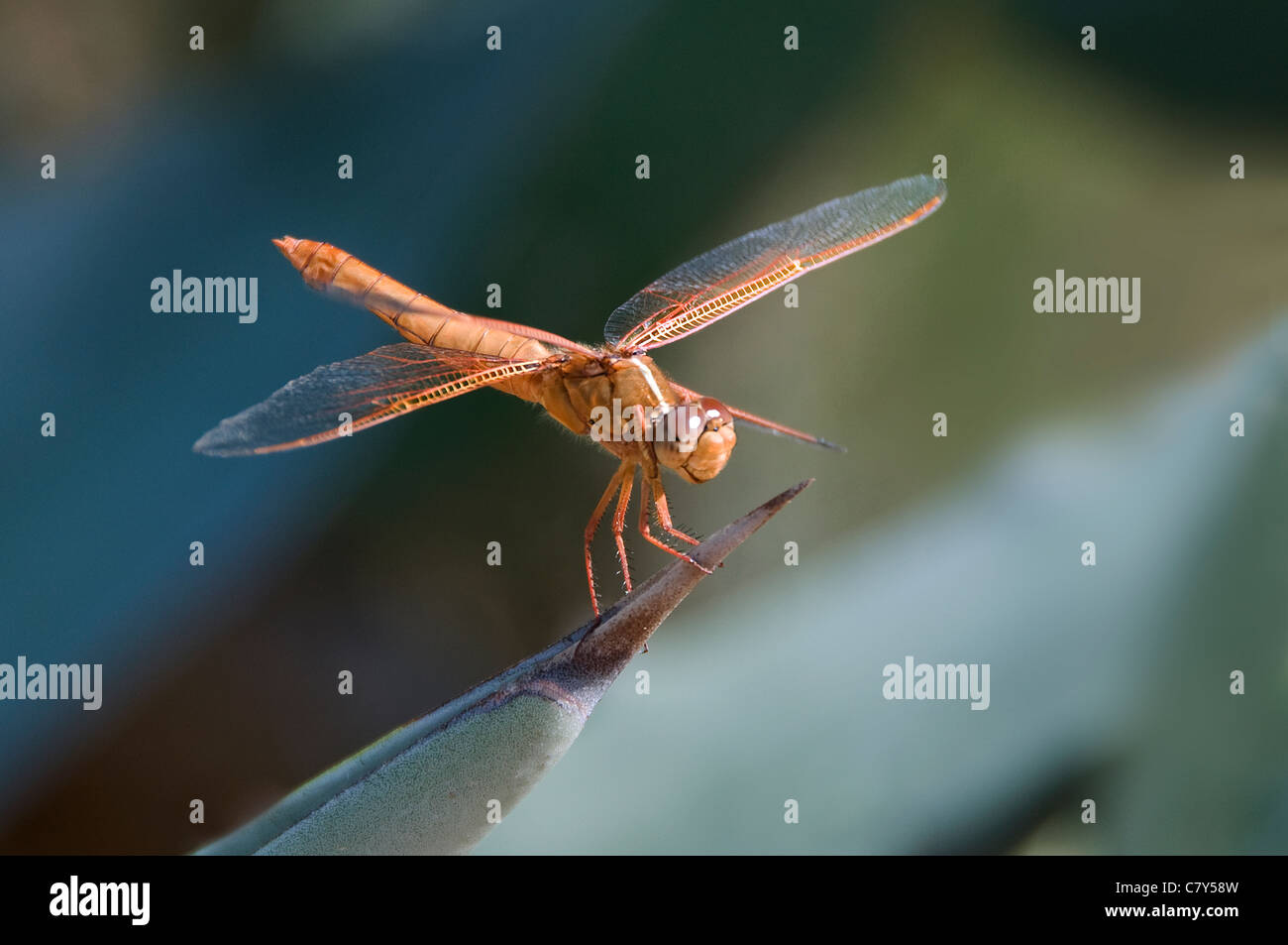Sitting dragonfly hi-res stock photography and images - Alamy