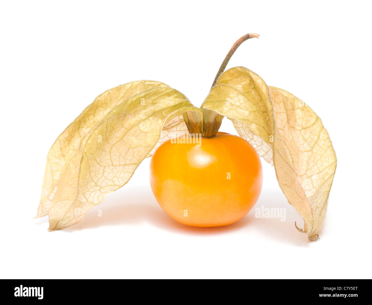 Single Physalis with Leaf Stock Photo - Alamy
