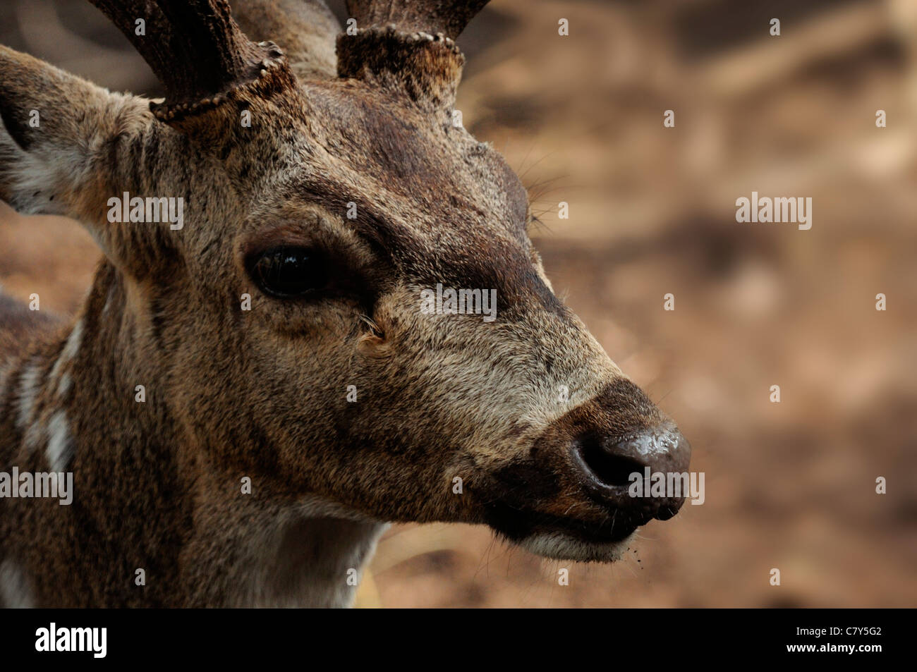 Animal dear hi-res stock photography and images - Alamy