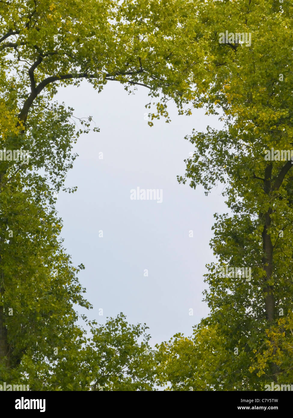 Tree Border Frame High Resolution Stock Photography and Images - Alamy