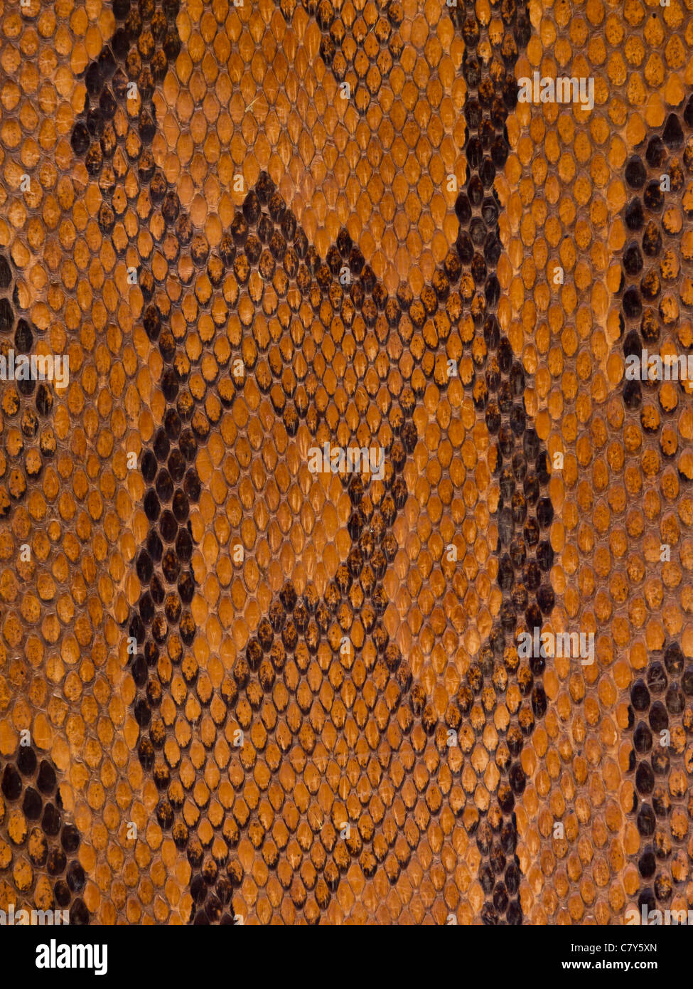 Snake texture hi-res stock photography and images - Alamy