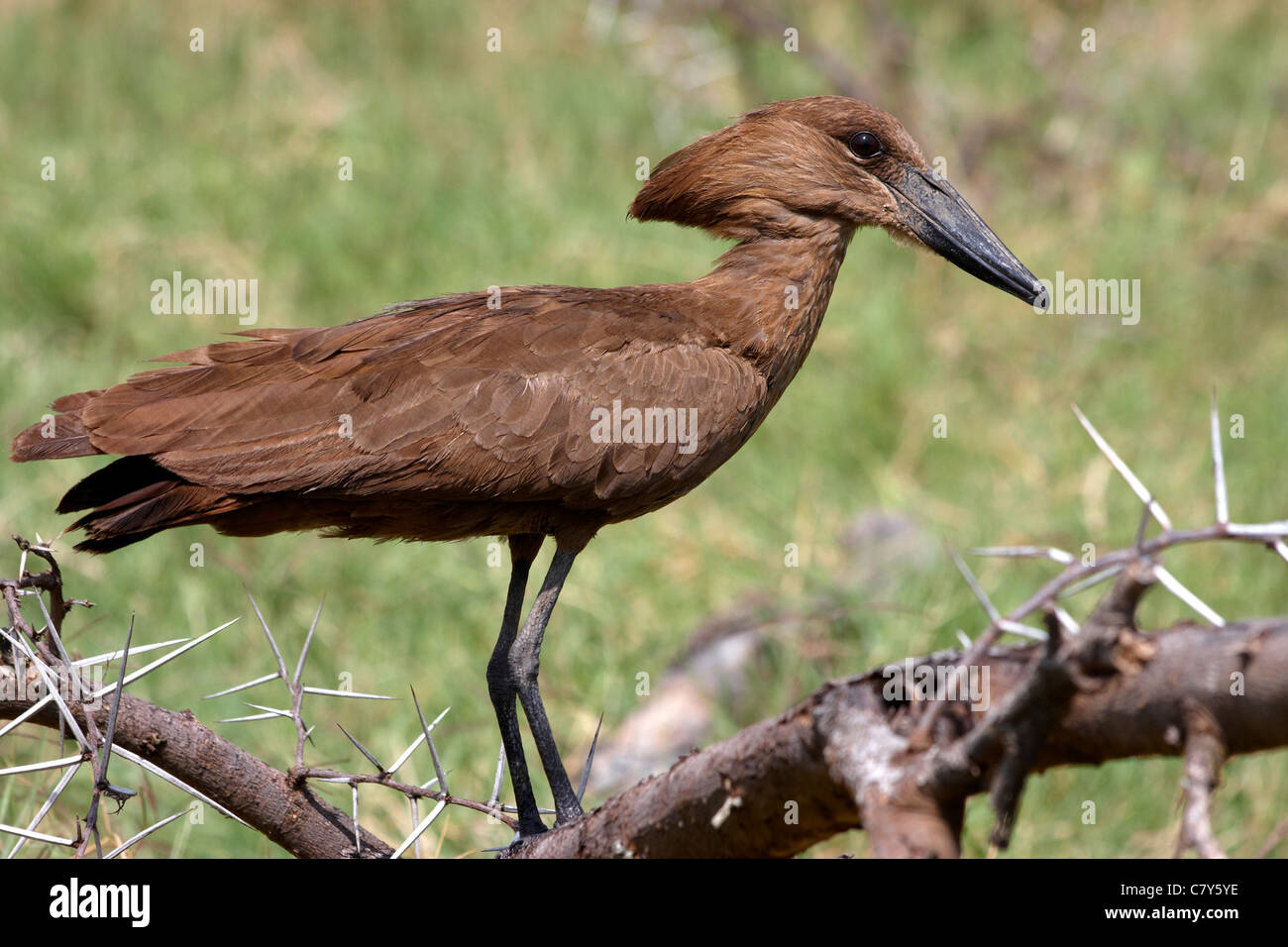 Hammerhead Stork (Scopus umbretta) - waterbird Stock Photo - Alamy
