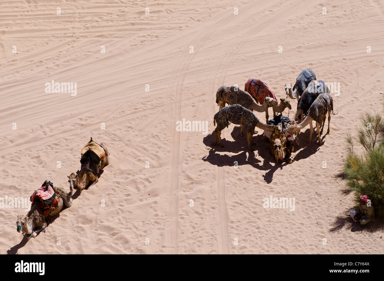 taking a break in the desert, our camel train takes a well earned rest ...