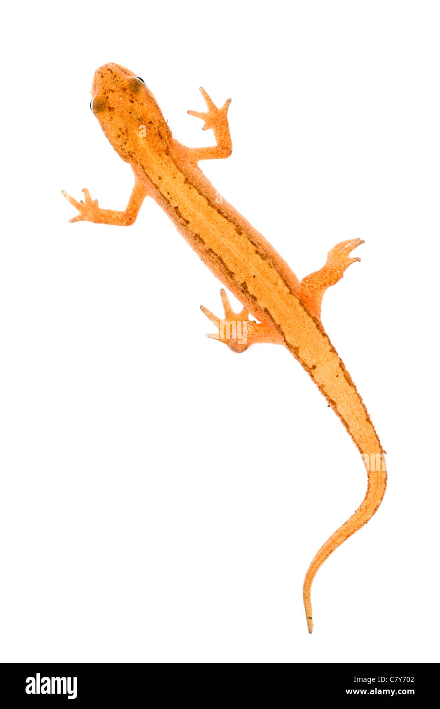 Common newt newts hi-res stock photography and images - Alamy