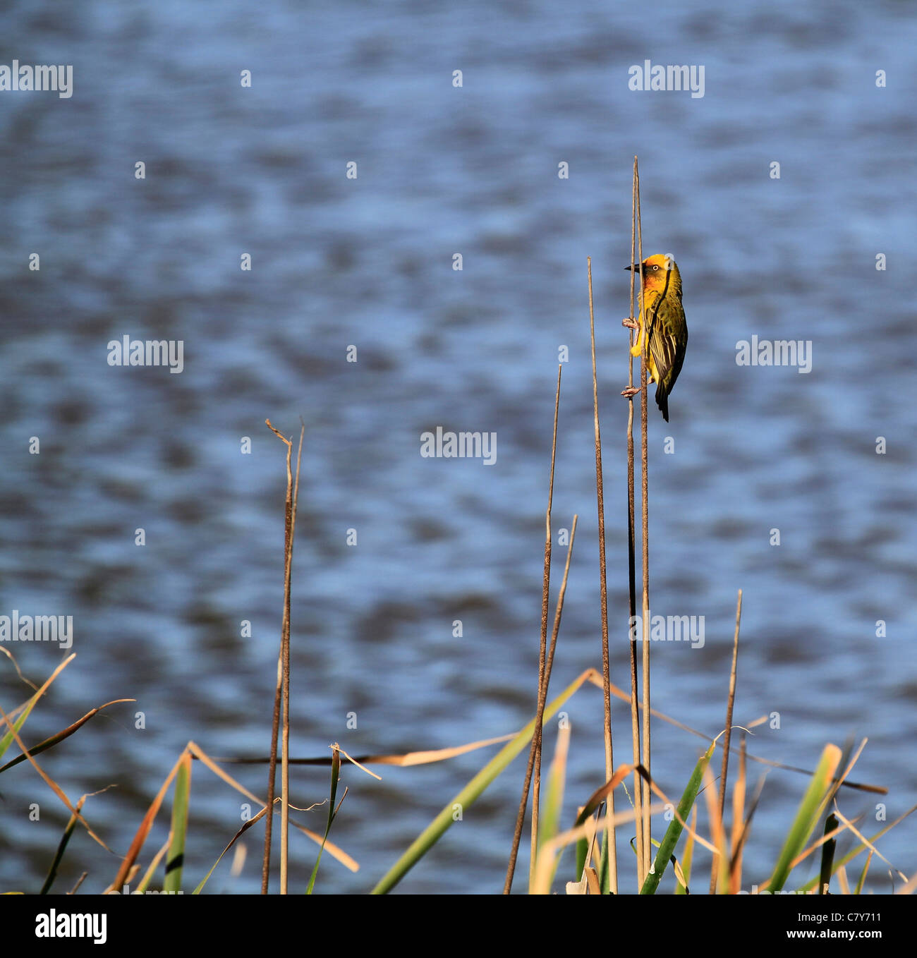 Reeds reeds [cape reed] hi-res stock photography and images - Alamy