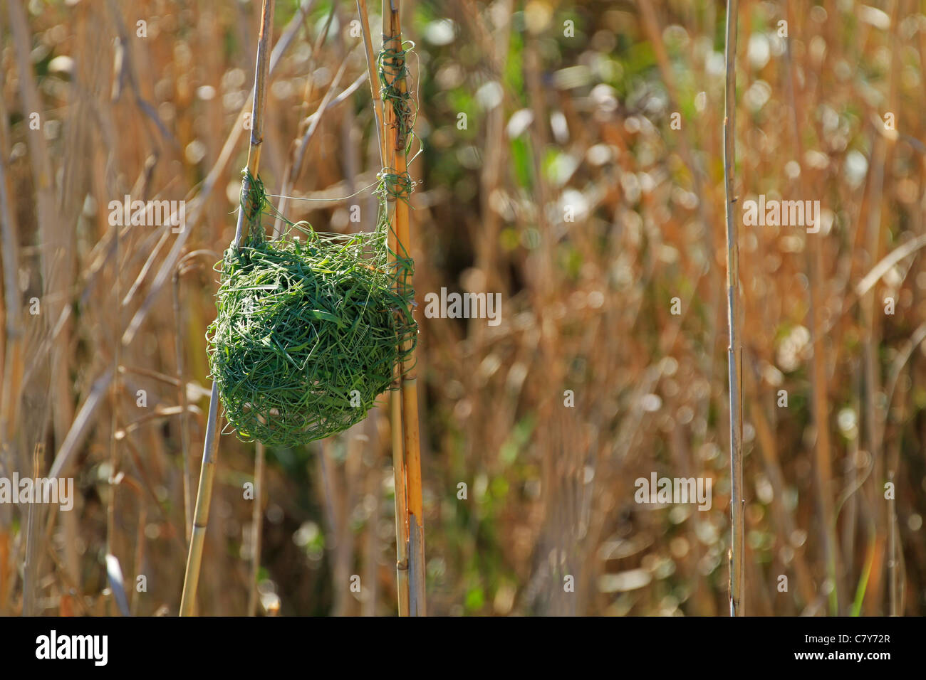Woven reeds hi-res stock photography and images - Alamy