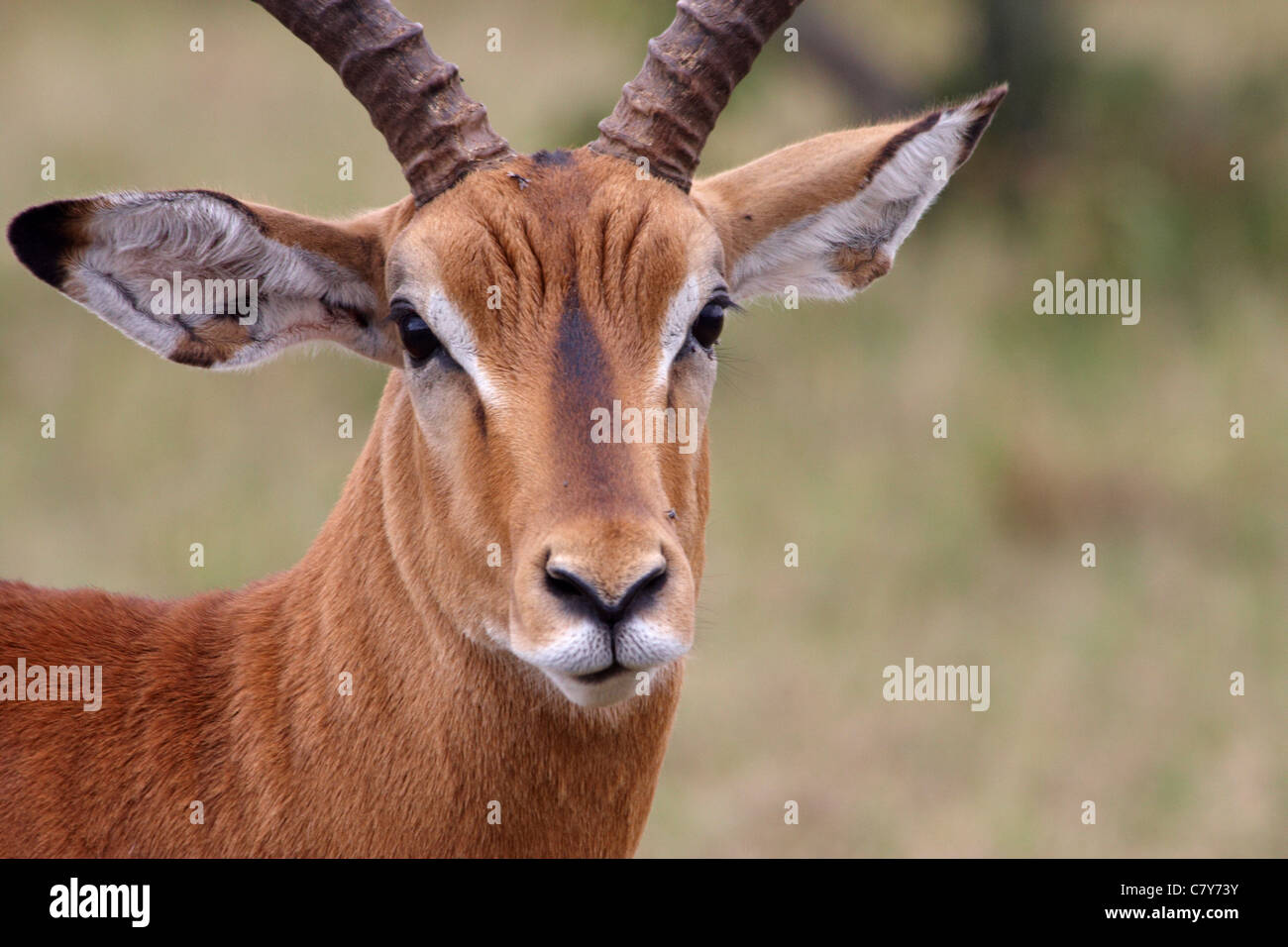 Impala (Aepyceros melampus) portrait, Kenya, East Africa Stock Photo ...