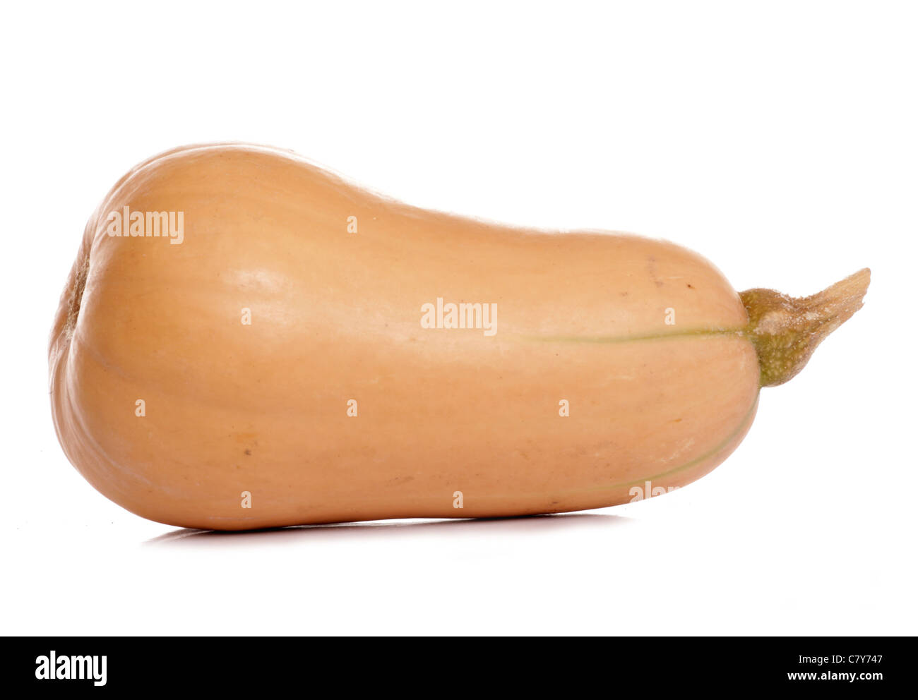 Butternut Squash Isolated on a white background Stock Photo - Alamy