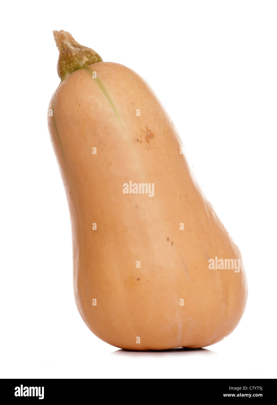 Butternut Squash Isolated on a white background Stock Photo - Alamy