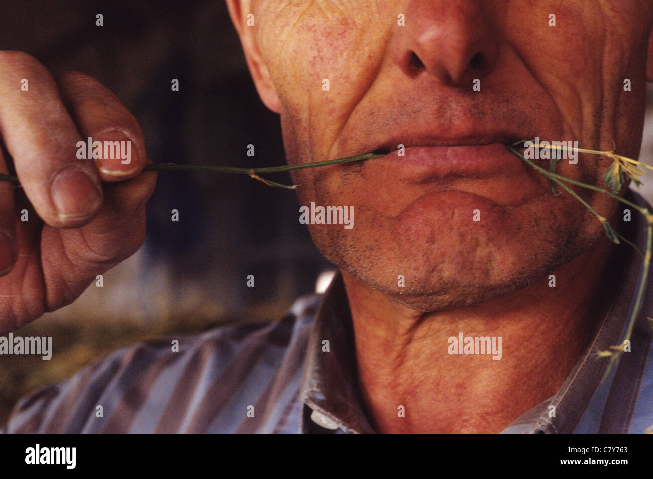 Man with blade of grass in the mouth Stock Photo - Alamy