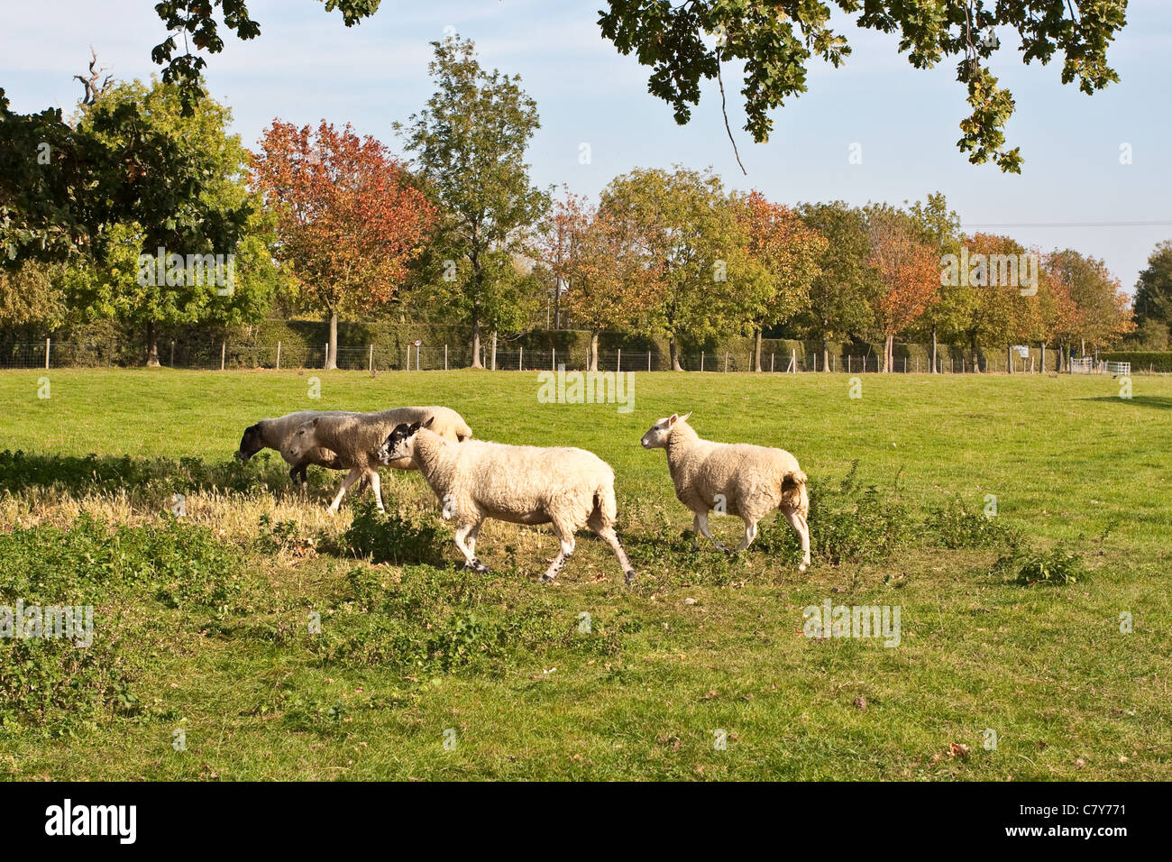 Cambridgeshire farm uk hi-res stock photography and images - Alamy
