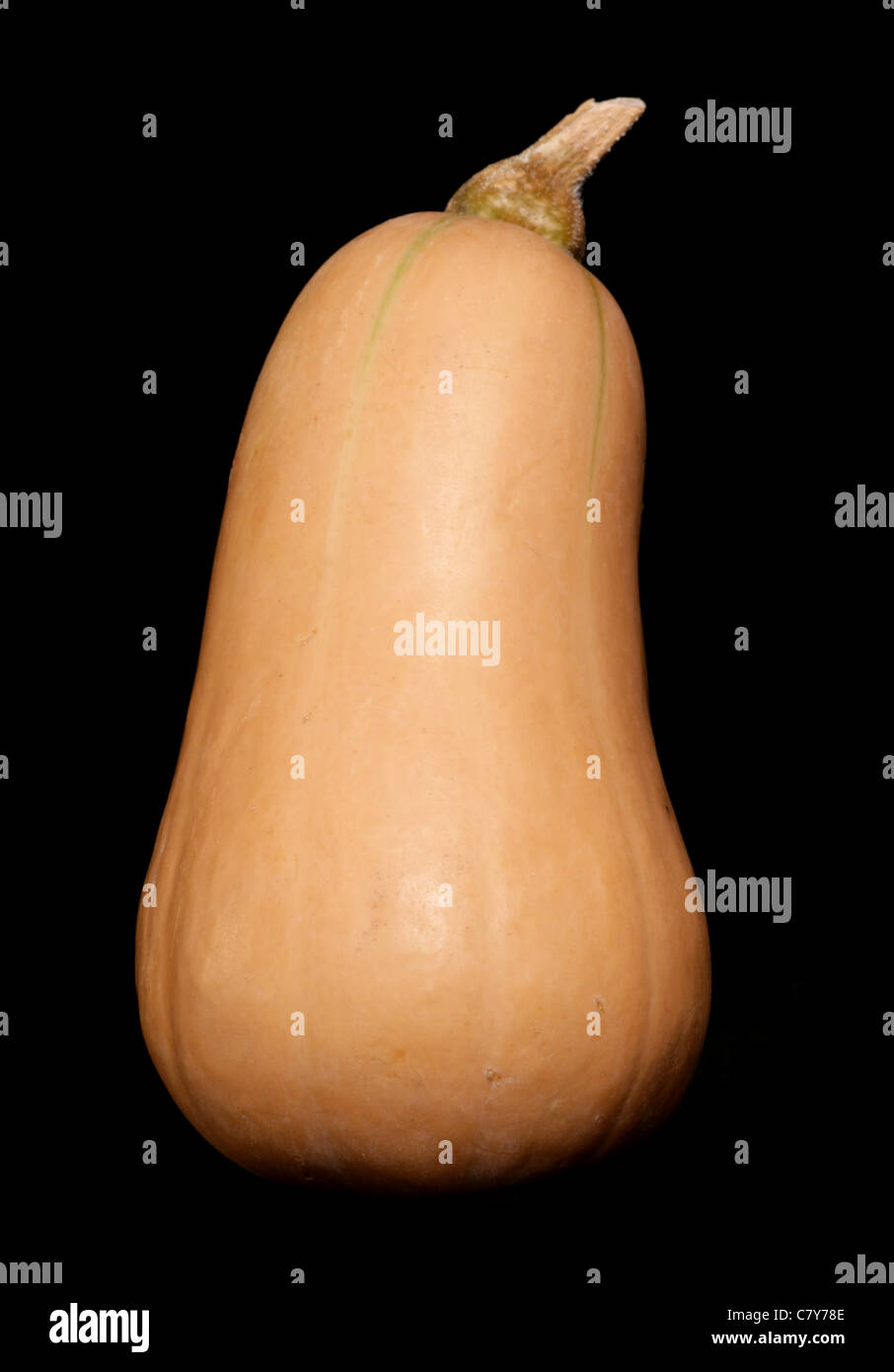 Butternut Squash Isolated on a back background Stock Photo - Alamy