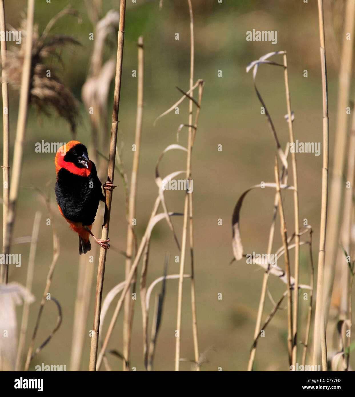 Bird squawking hi-res stock photography and images - Alamy