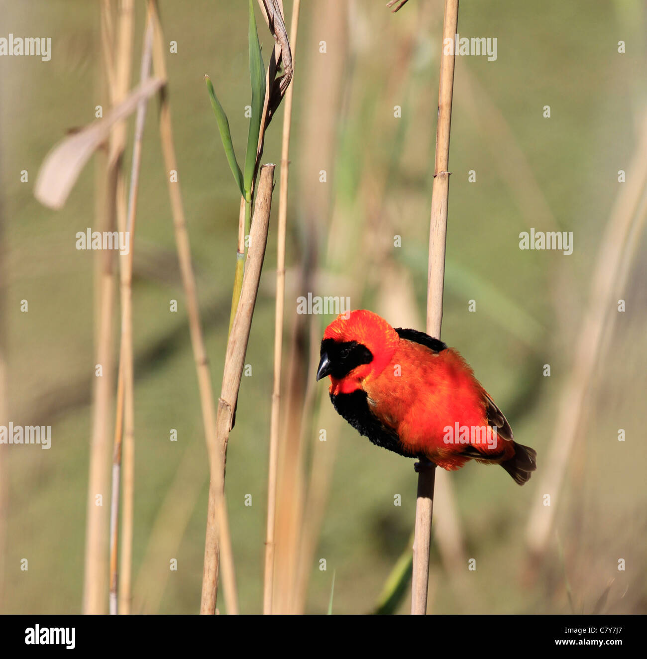 Southern Red Bishop (Euplectes orix) bird Stock Photo - Alamy